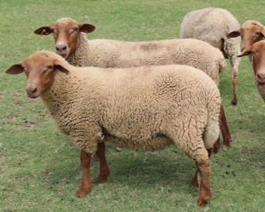 NATIONAL TUNIS SHEEP REGISTRY, INC.