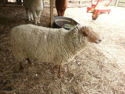 NATIONAL TUNIS SHEEP REGISTRY, INC.